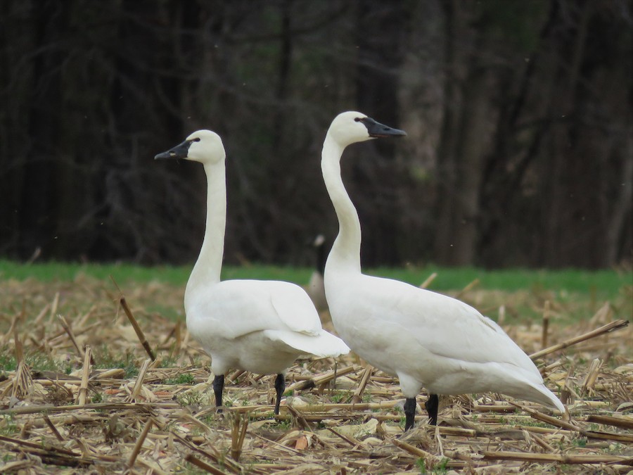 Ógreindur svanur (Cygnus sp.) - eBird