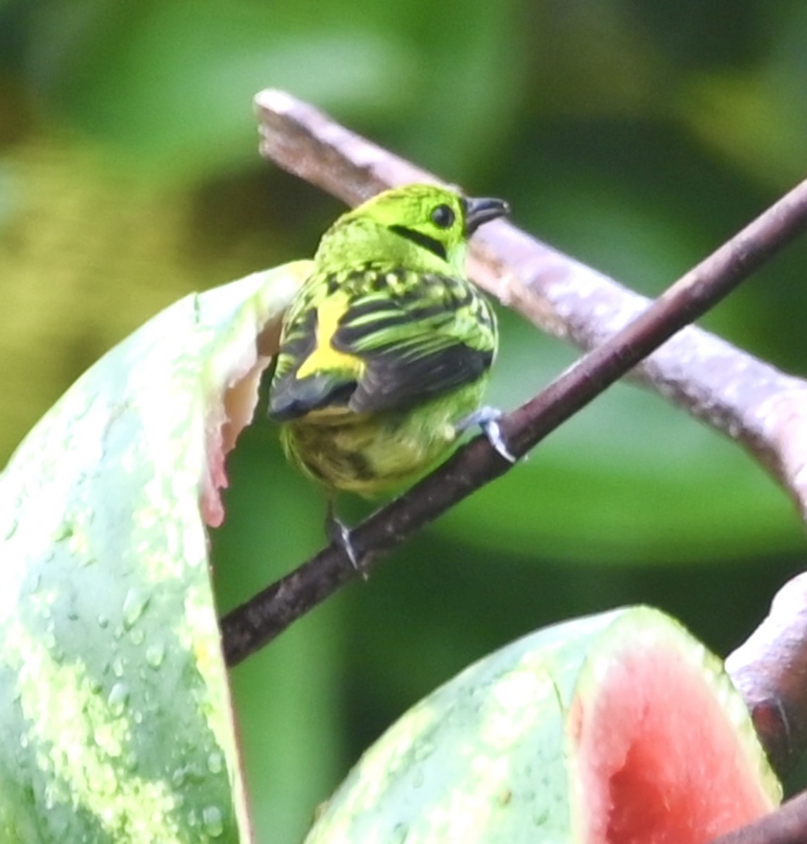 ML535526651 - Emerald Tanager - Macaulay Library