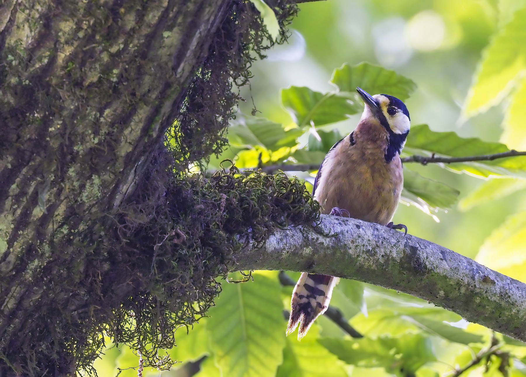 Pico picapinos (poelzami) - eBird