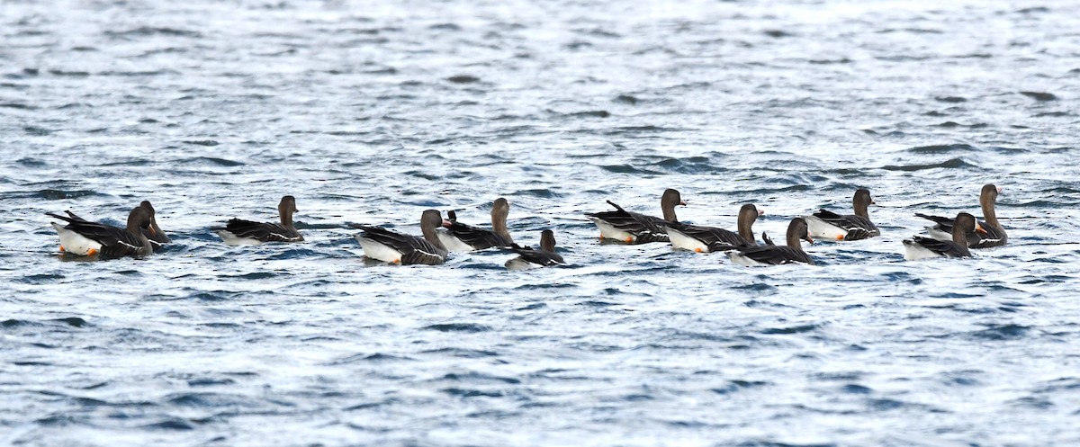 eBird Checklist - 15 Feb 2023 - WVU - JW Ruby Research Farm, Reedsville ...