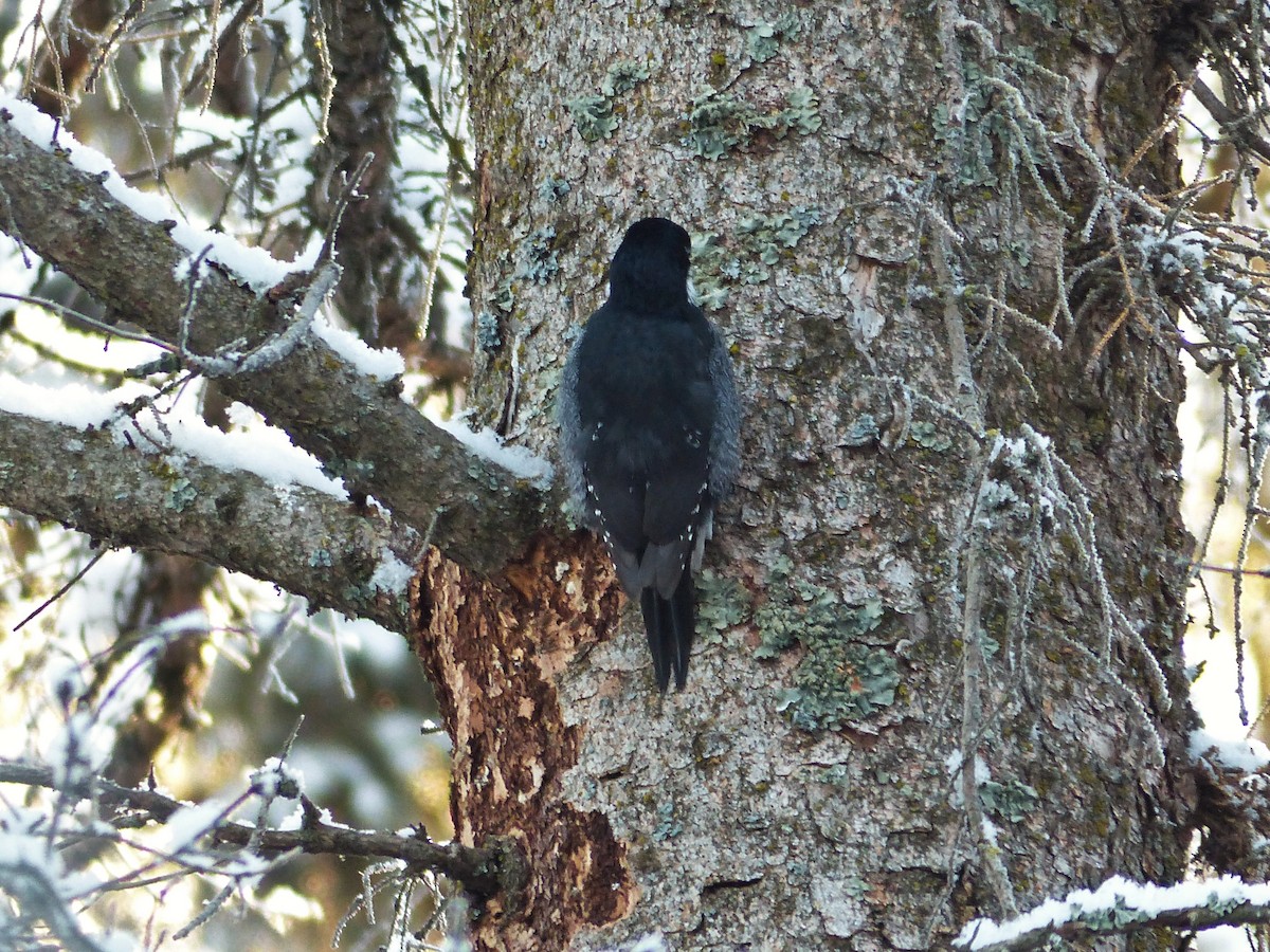 eBird Checklist - 26 Dec 2014 - EINP - Long Island - 8 species