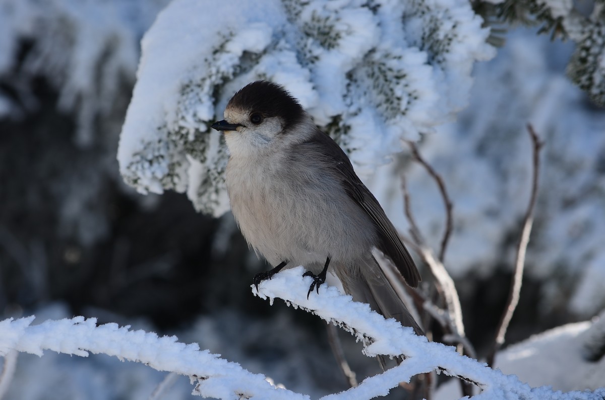 eBird Checklist - 14 Feb 2023 - Elk Mountain - 11 species