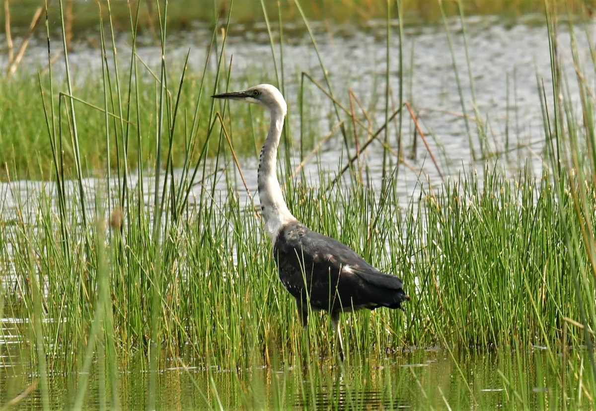 eBird Checklist - 16 Feb 2023 - Merin Merin Swamp State Game Reserve ...