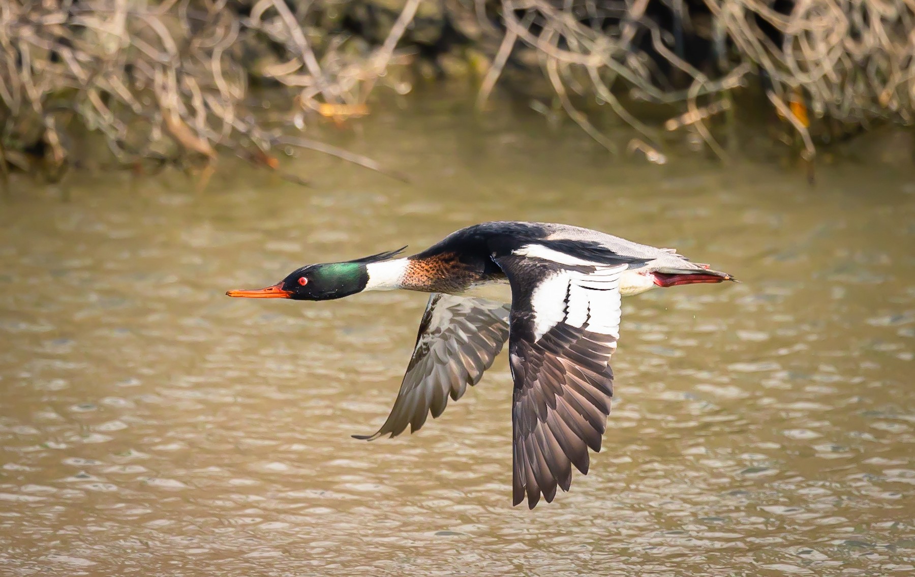 Common/Red-breasted Merganser - eBird