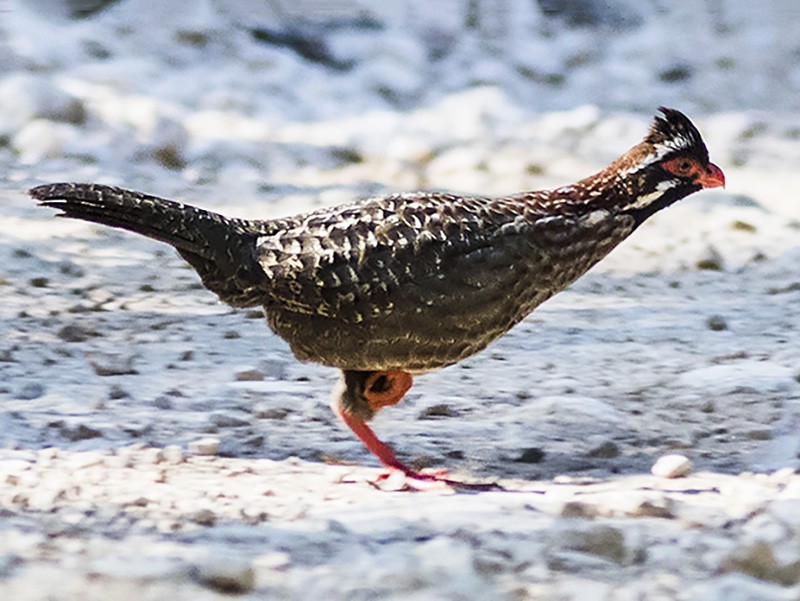 Long-tailed Wood Partridge - eBird