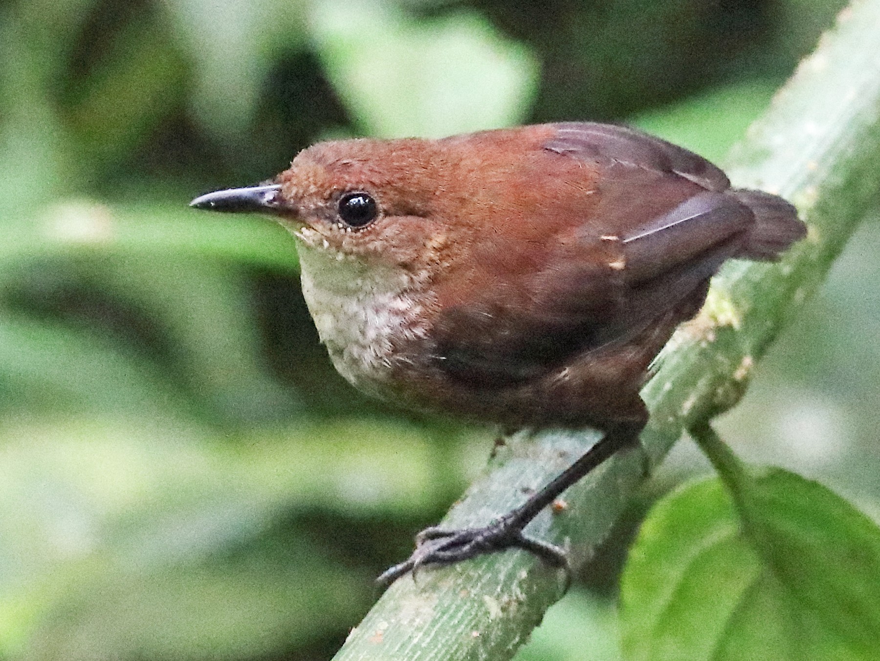 Scaly-breasted Wren - eBird