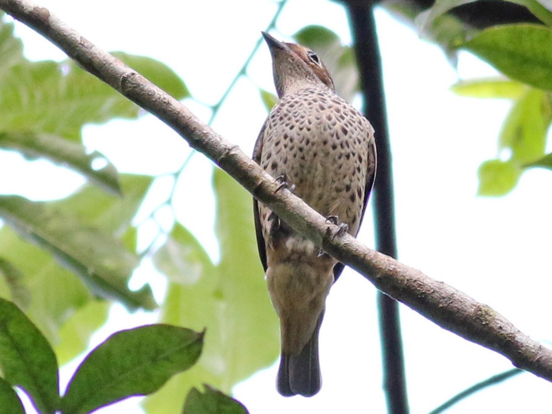 Turquoise Cotinga - eBird