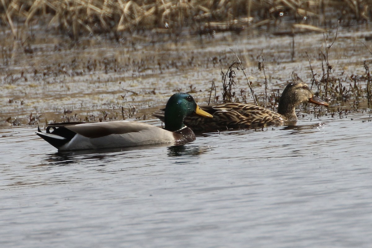 eBird Checklist - 16 Feb 2023 - **Back Bay NWR - 33 species