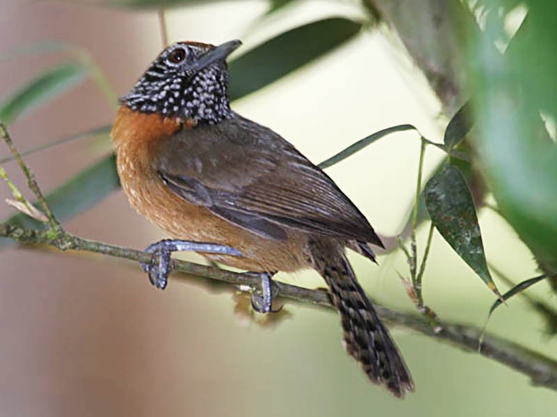 Rufous-breasted Wren - eBird
