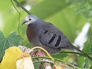 Maroon-chested Ground Dove - eBird