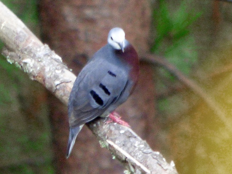 Maroon-chested Ground Dove - eBird