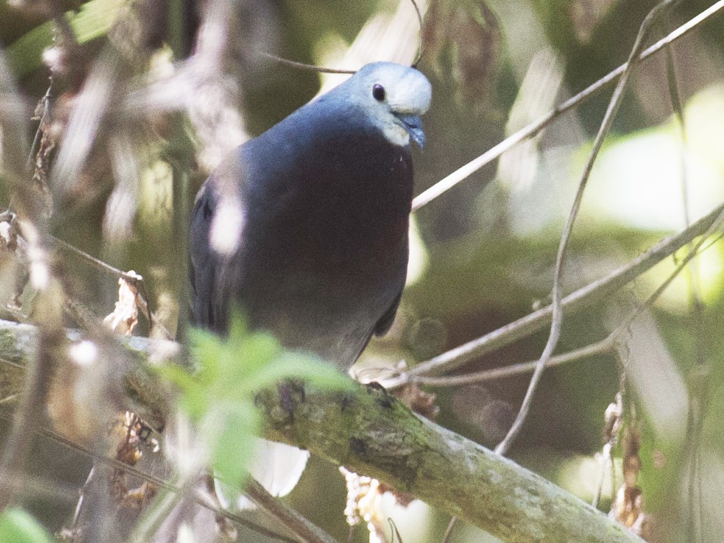 Maroon-chested Ground Dove - eBird