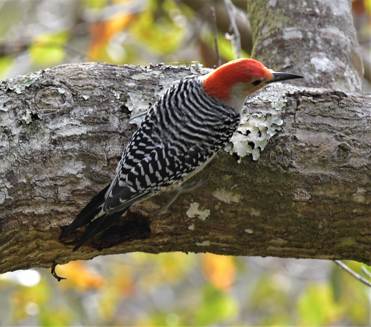 eBird Checklist - 16 Feb 2023 - Blue Spring SP - 10 species