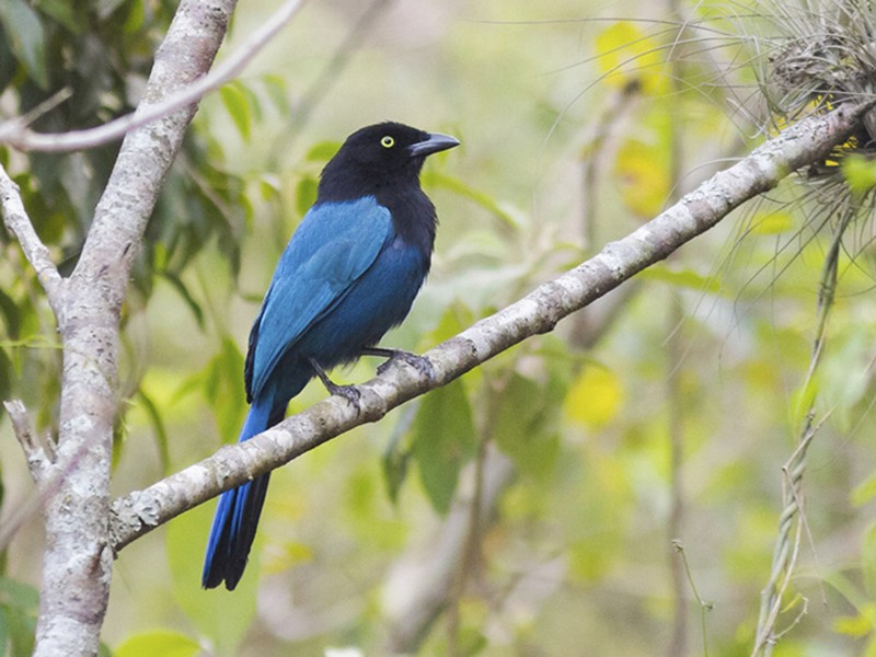 Bushy-crested Jay - eBird