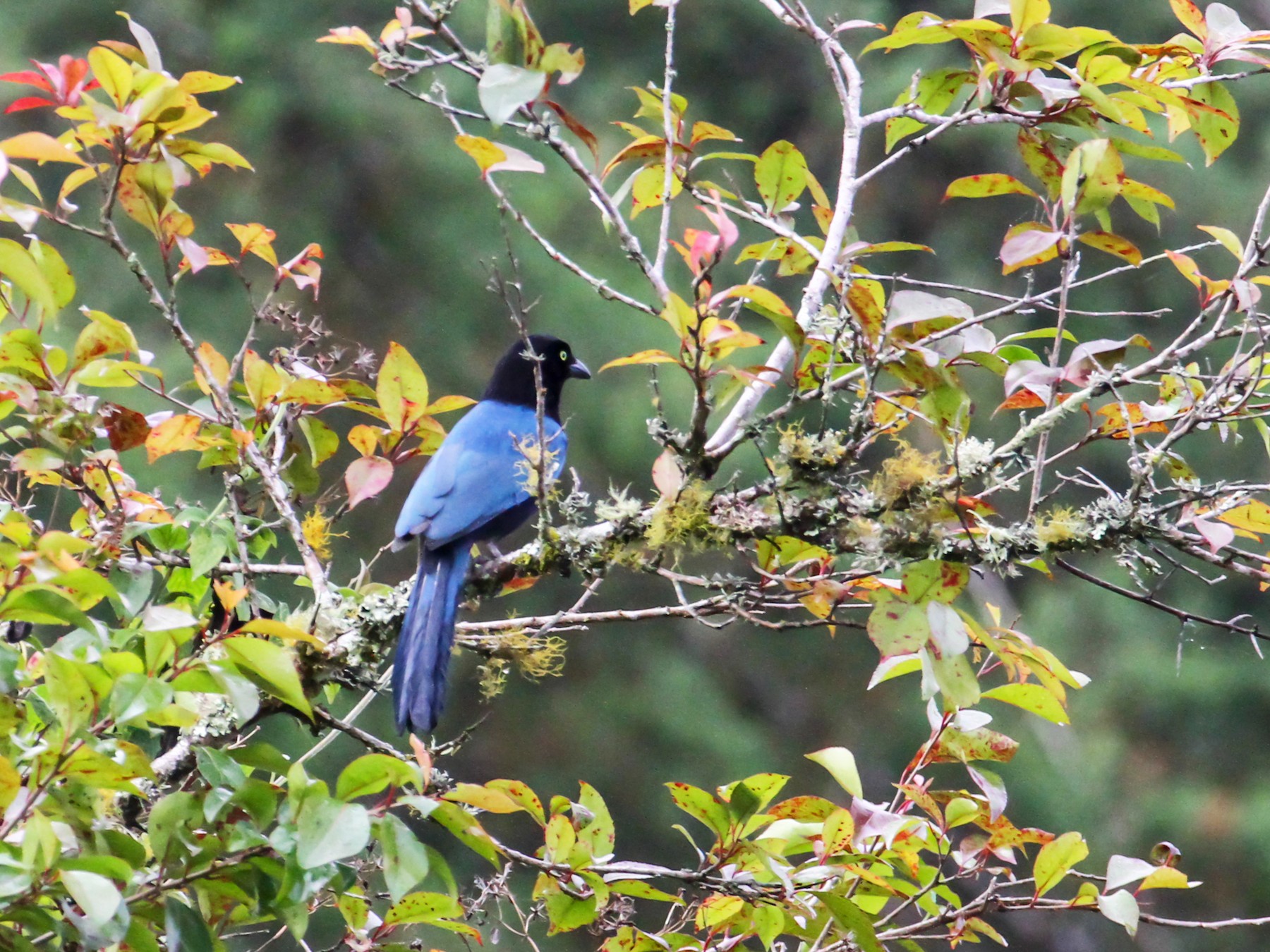 Bushy-crested Jay - eBird