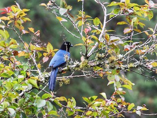 Bushy-crested Jay - eBird