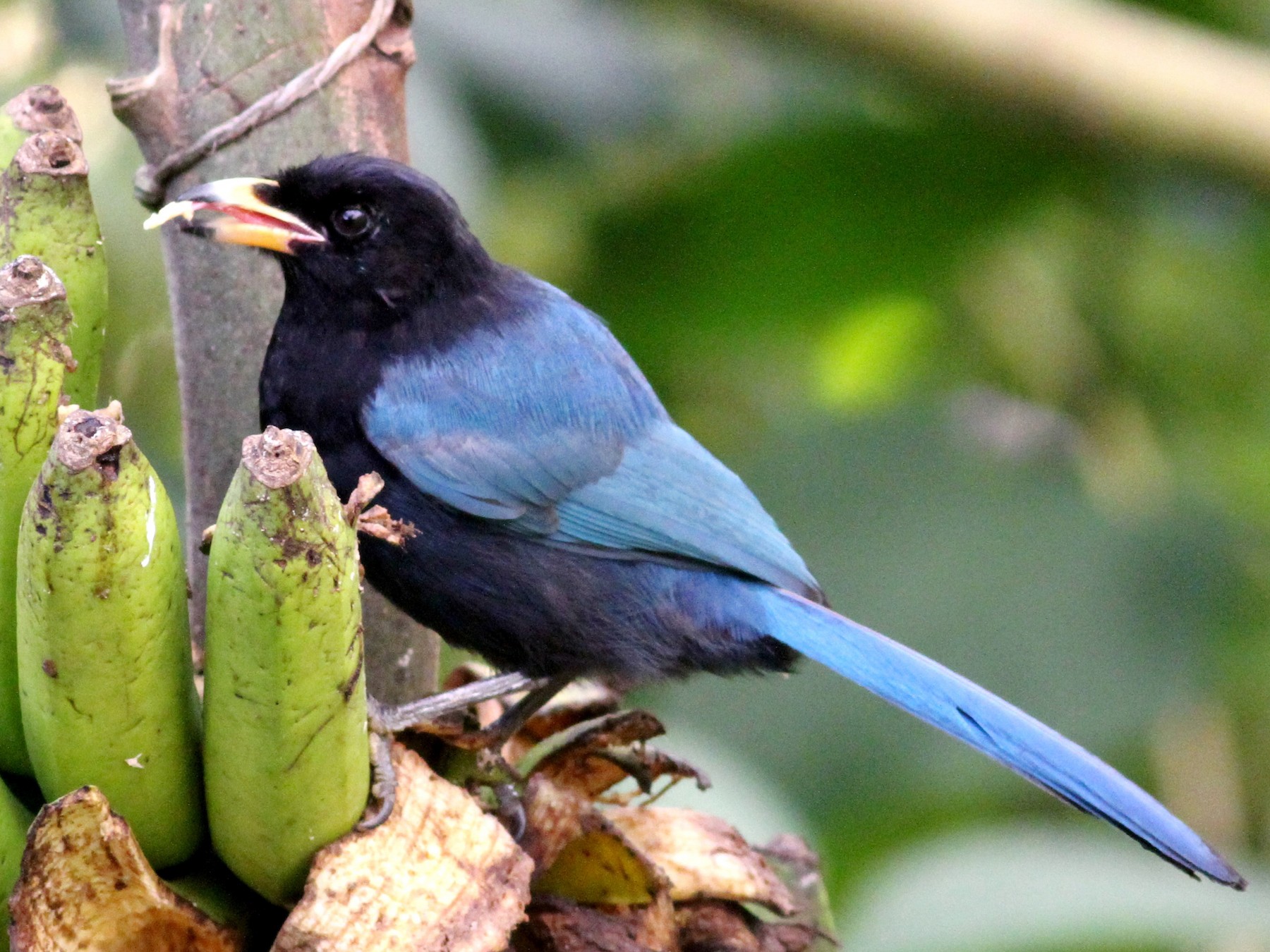 Bushy-crested Jay - eBird