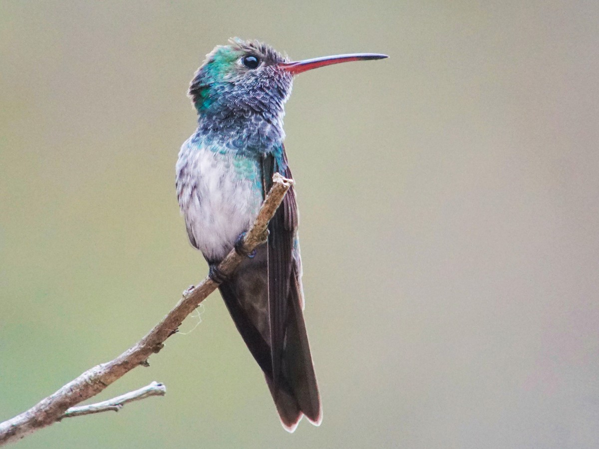 Honduran Emerald - Amazilia luciae - Birds of the World