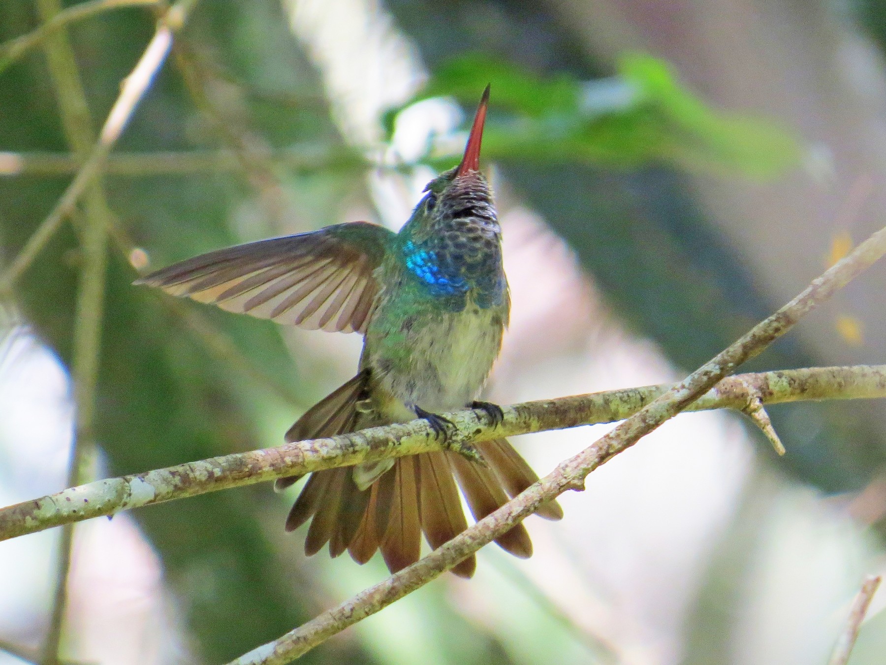 Honduran Emerald - eBird