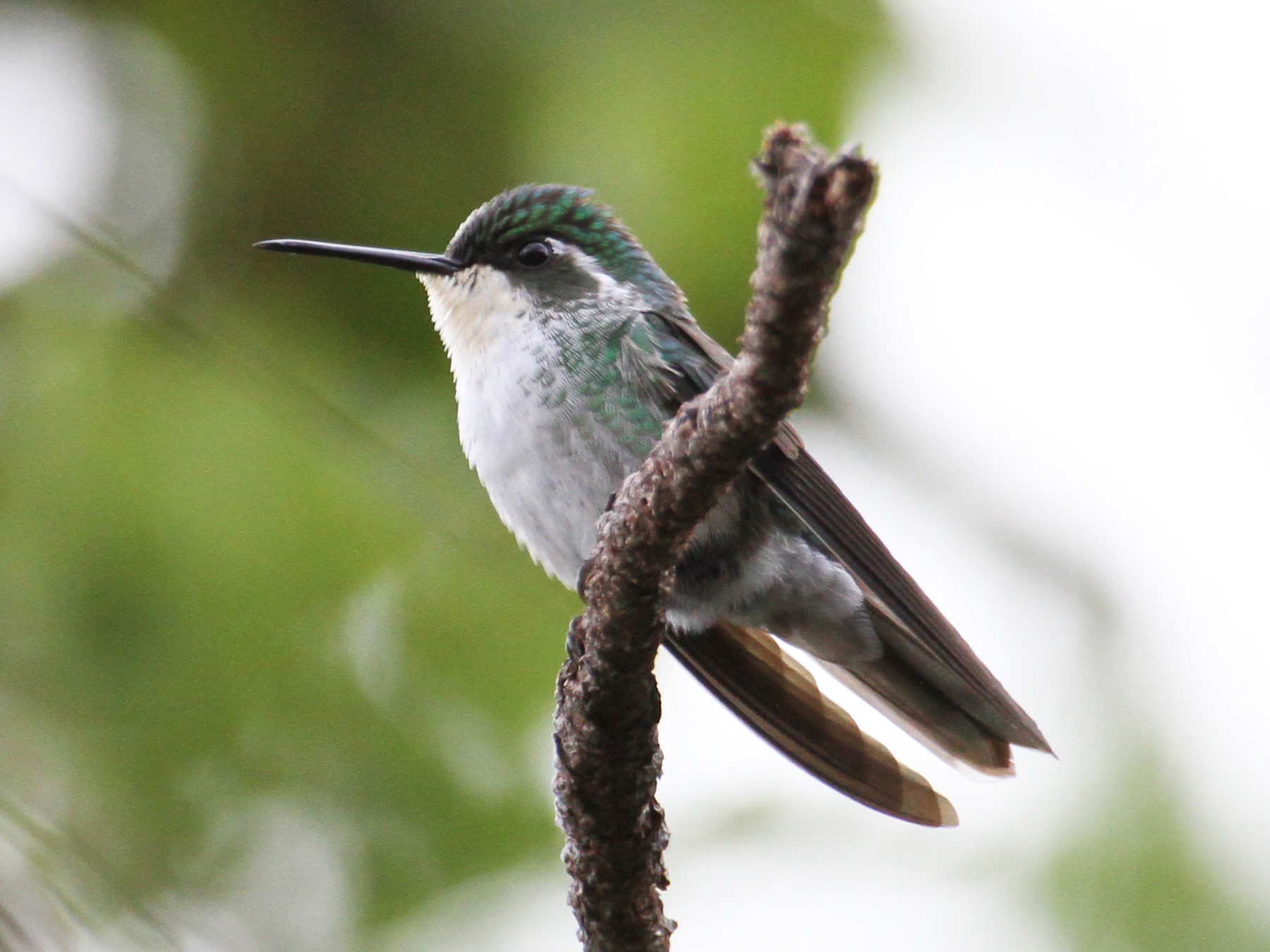 Green-breasted Mountain-gem - eBird