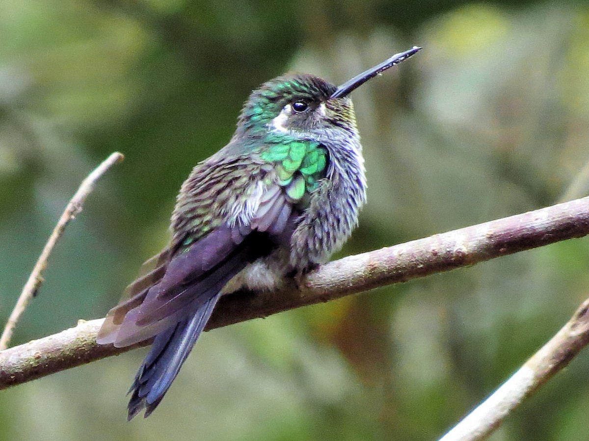 Green-breasted Mountain-gem - Lampornis sybillae - Birds of the World