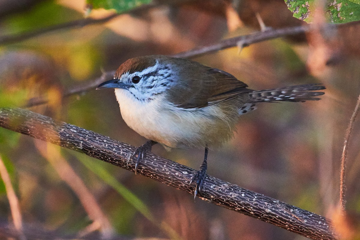 strzyżal płowy (lawrencii) - eBird
