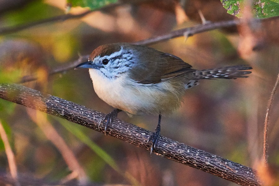 Happy Wren (Tres Marias Is.) - eBird