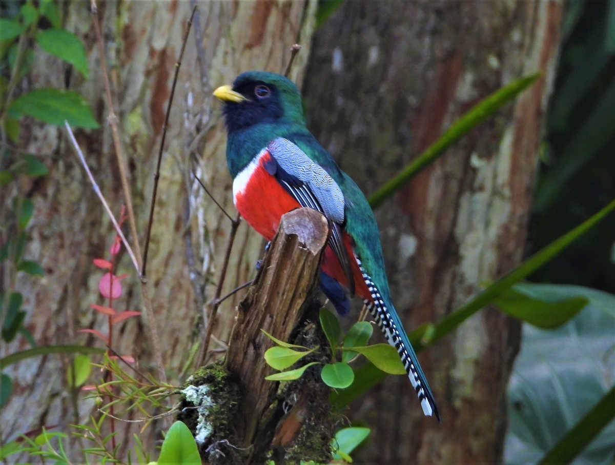 eBird Checklist - 16 Feb 2023 - Bloody Bay/Roxborough Road, Tobago - 7 ...