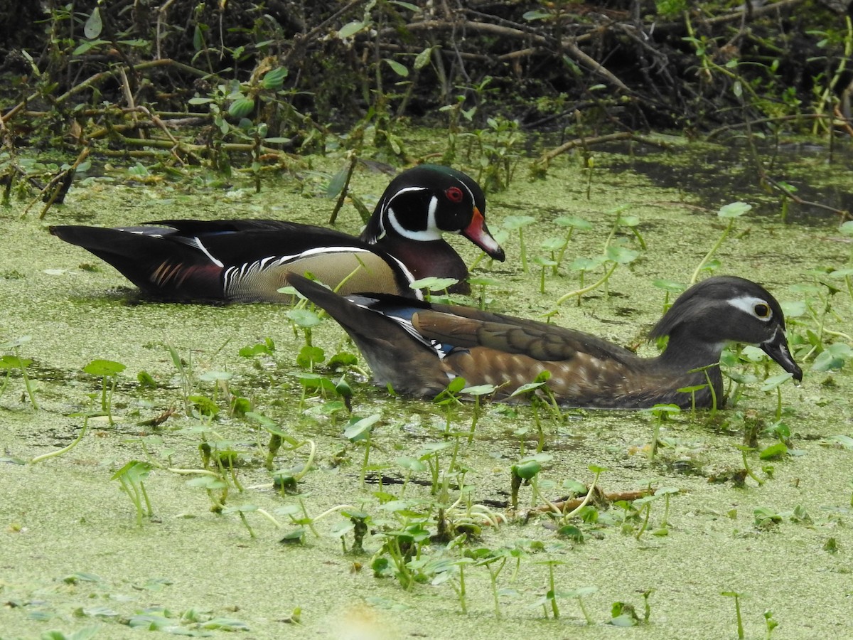 eBird Checklist - 16 Feb 2023 - Peaceful Waters Sanctuary - 37 species