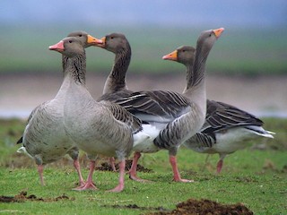 Illustrated Checklist - Scotney Court Gravel Pit (East Sussex), East ...