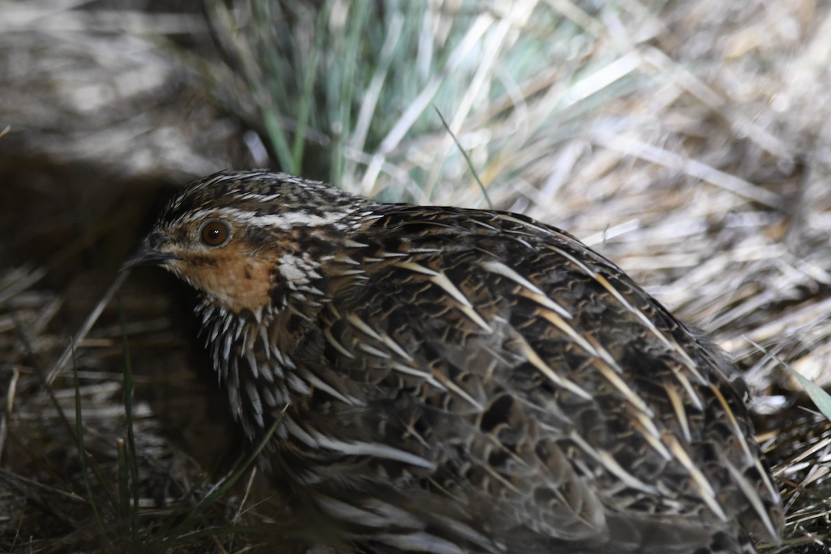 eBird Checklist - 15 Feb 2023 - Terrick Terrick National Park ...