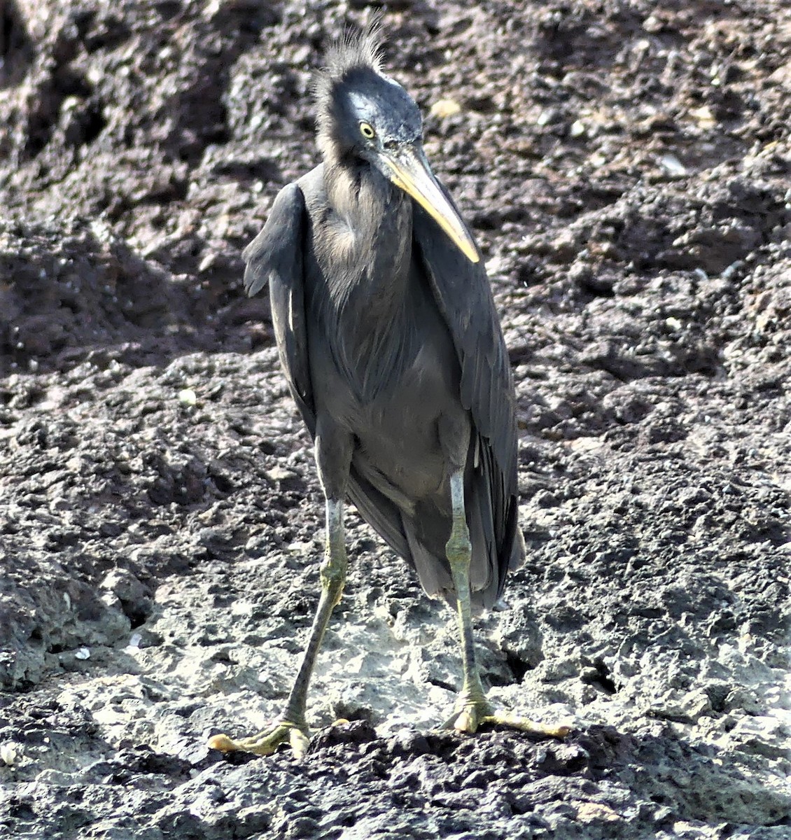 eBird Australia Checklist - 17 Feb 2023 - East Point--far end - 24 species