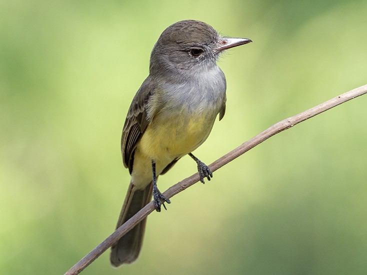 Panama Flycatcher - eBird