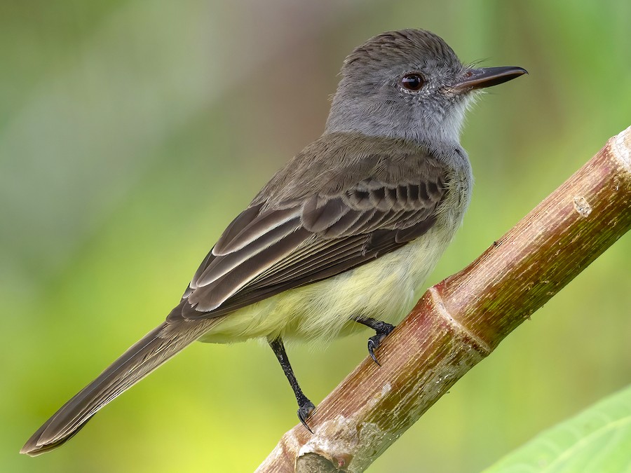 Panama Flycatcher - eBird