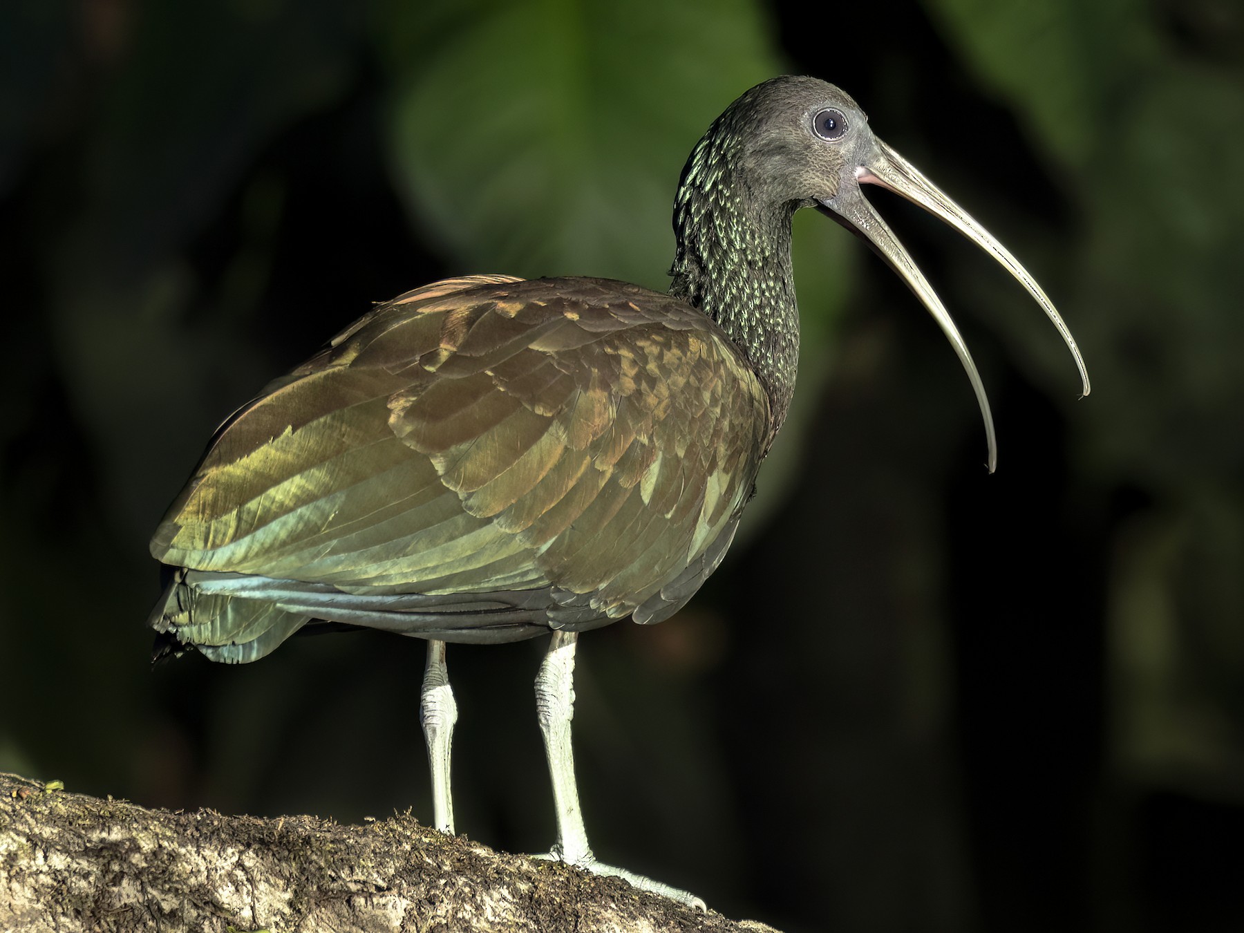 Green Ibis - eBird