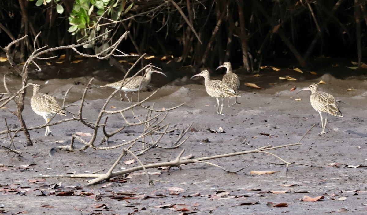 eBird Checklist - 4 Feb 2023 - Toubacouta--Mangrove et brousse - 24 species