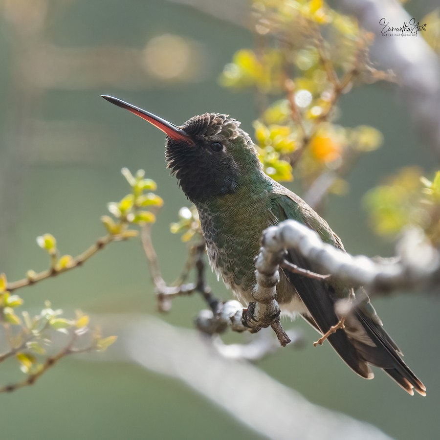 Colibrí de Anna x piquiancho común (híbrido) - eBird