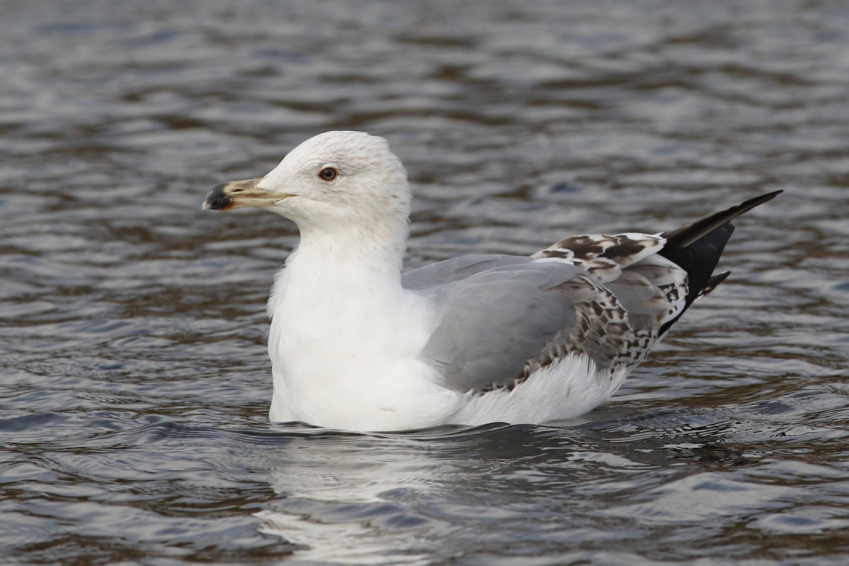 eBird Checklist - 17 Feb 2023 - Thamesmere Lakes--West Lake - 12 species
