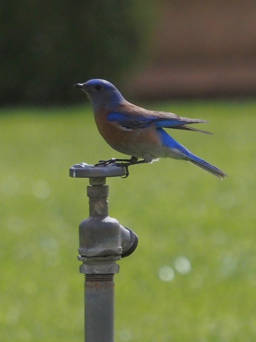 eBird Checklist - 17 Feb 2023 - Ninth Circuit Court of Appeals - 15 ...