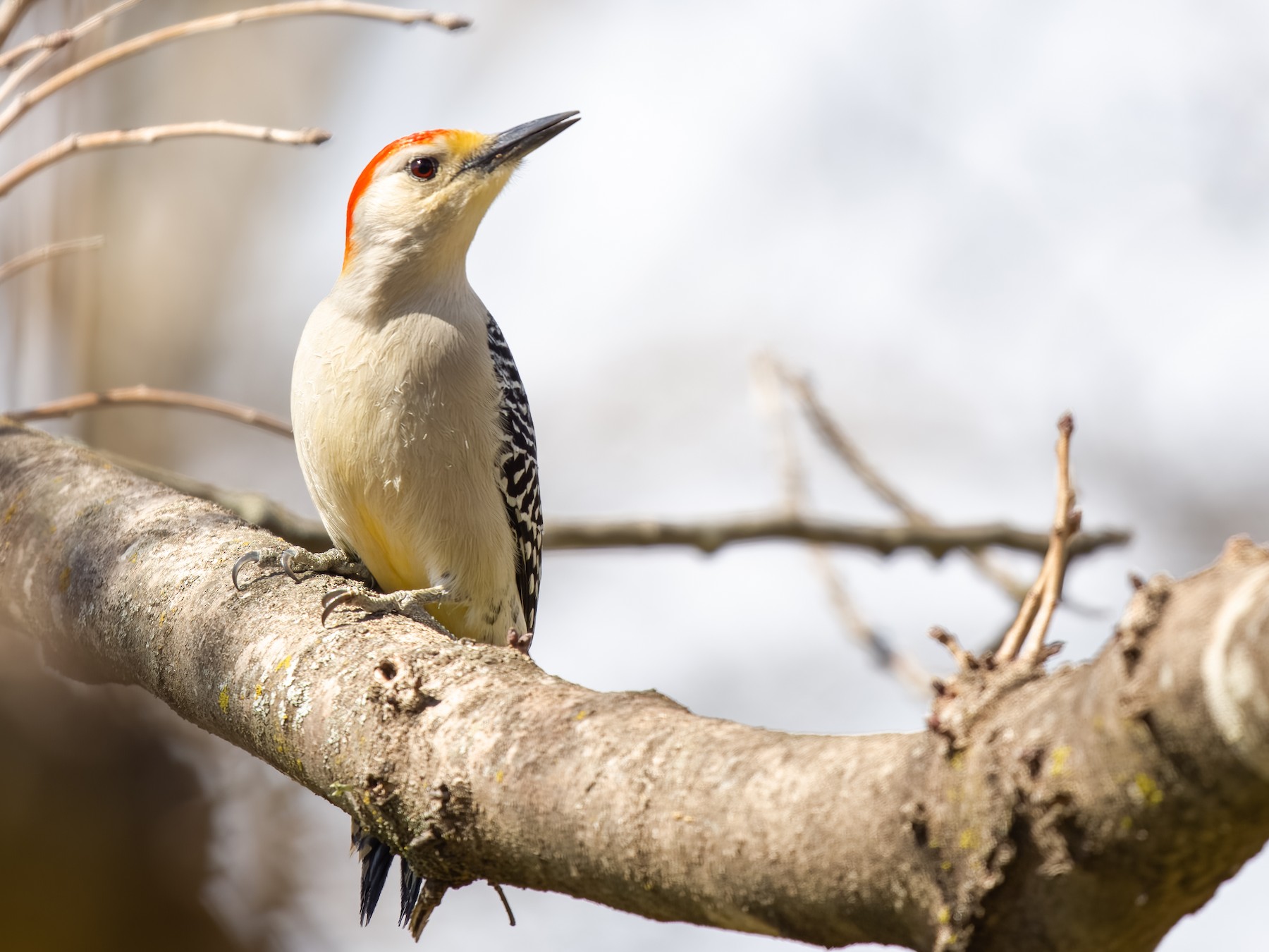 Carpintero Frentidorado/de Carolina - eBird