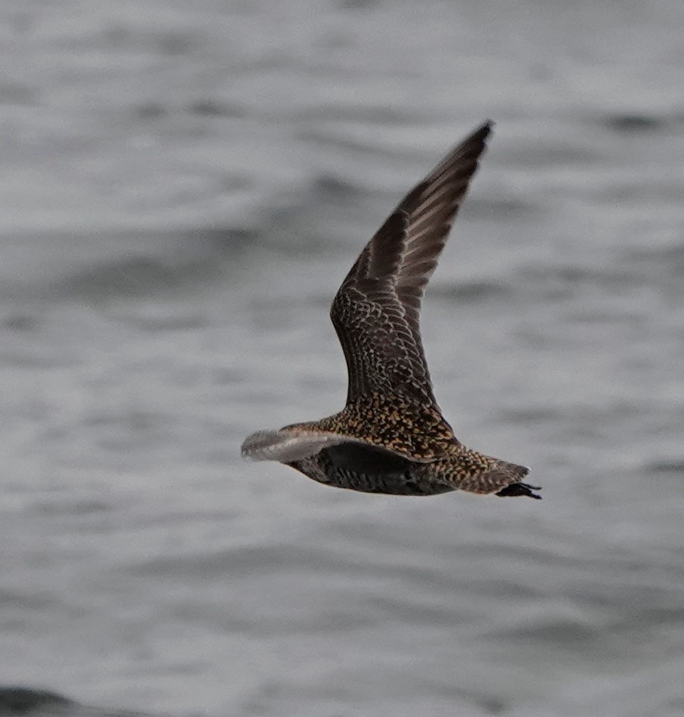 eBird Checklist - 17 Feb 2023 - Sitka Nat. Historical Park - 9 species