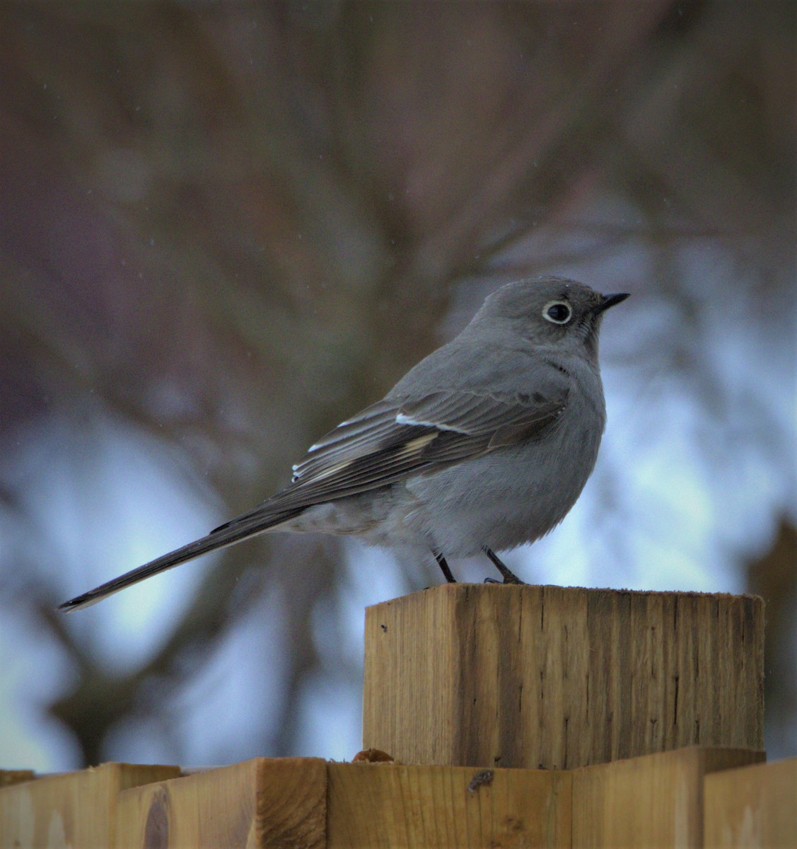 eBird Checklist - 17 Feb 2023 - Albatross Avenue / Bittern Street - 6 ...