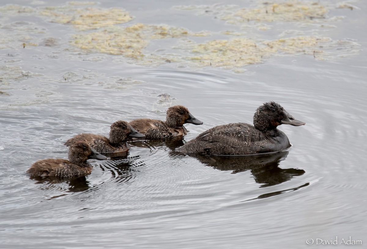 eBird Checklist - 18 Feb 2023 - Plenty Gorge Park - 56 species