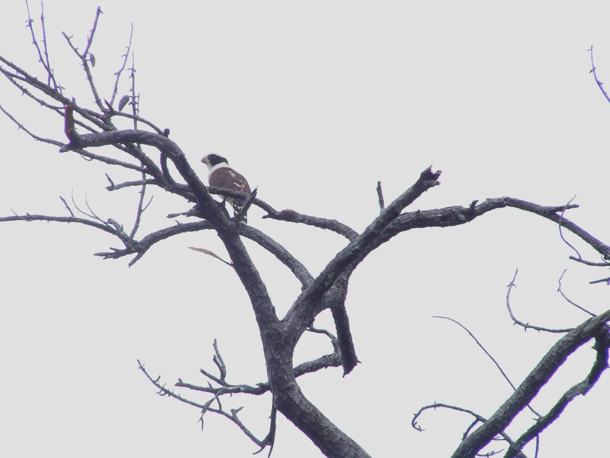 eBird Checklist - 29 Oct 2004 - Crooked Tree Wildlife Sanctuary - 4 species
