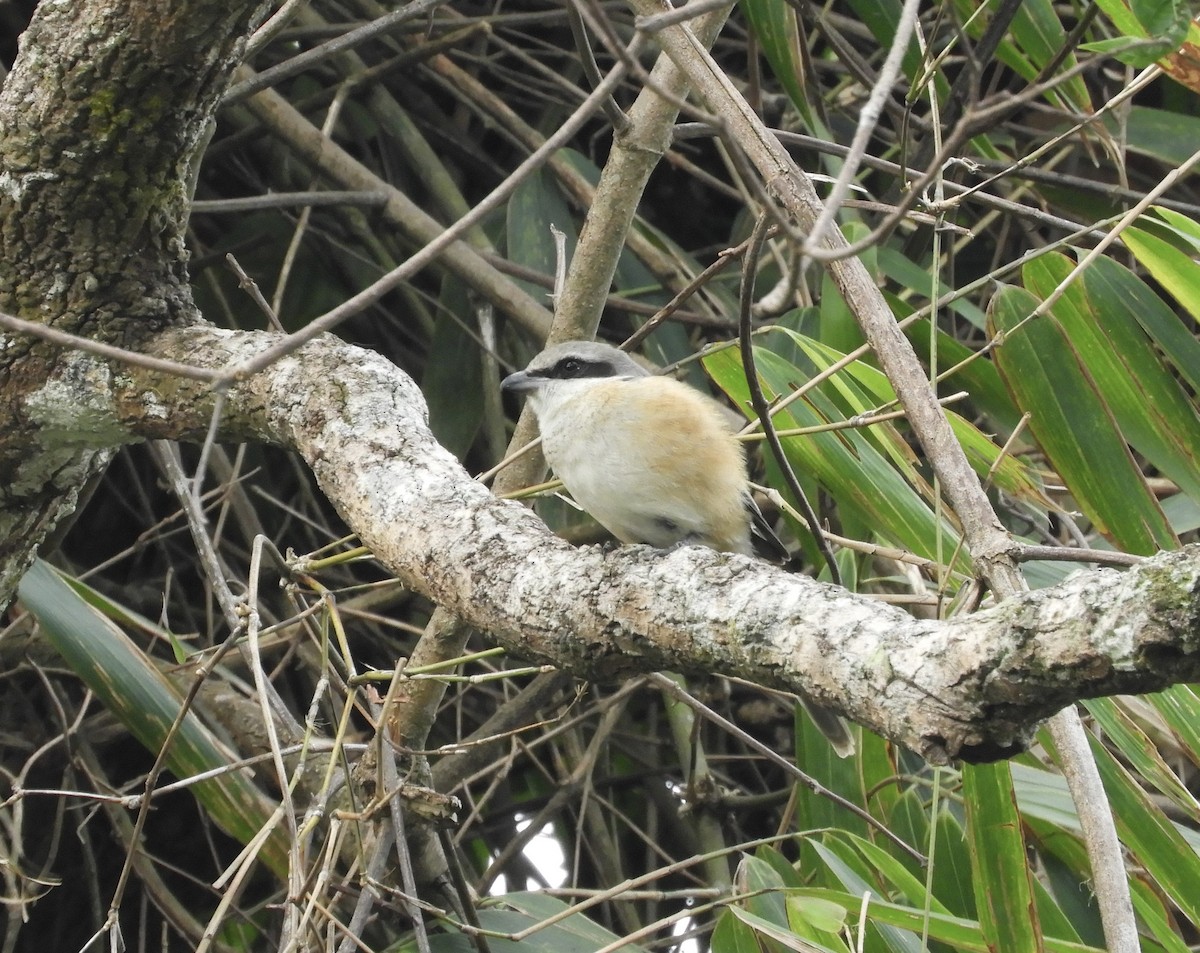 eBird Checklist - 16 Feb 2023 - Khao Yai NP--Pha Trom Jai Viewpoint ...