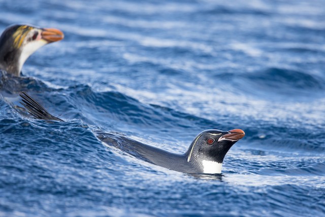 Photos - Eastern Rockhopper Penguin - Eudyptes filholi - Birds of the World
