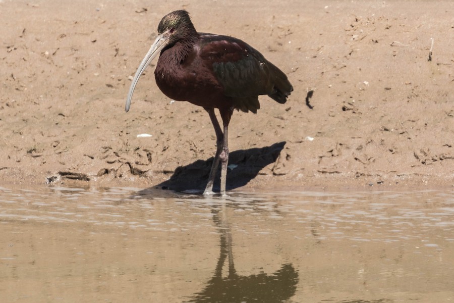 Glossy x White-faced Ibis (hybrid) - eBird