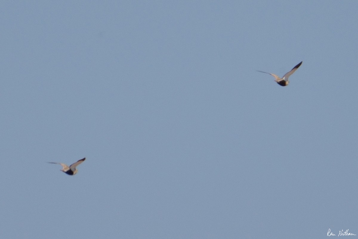 Israel Breeding Bird Atlas Checklist - 17 Feb 2023 - Neot Hovav נאות ...