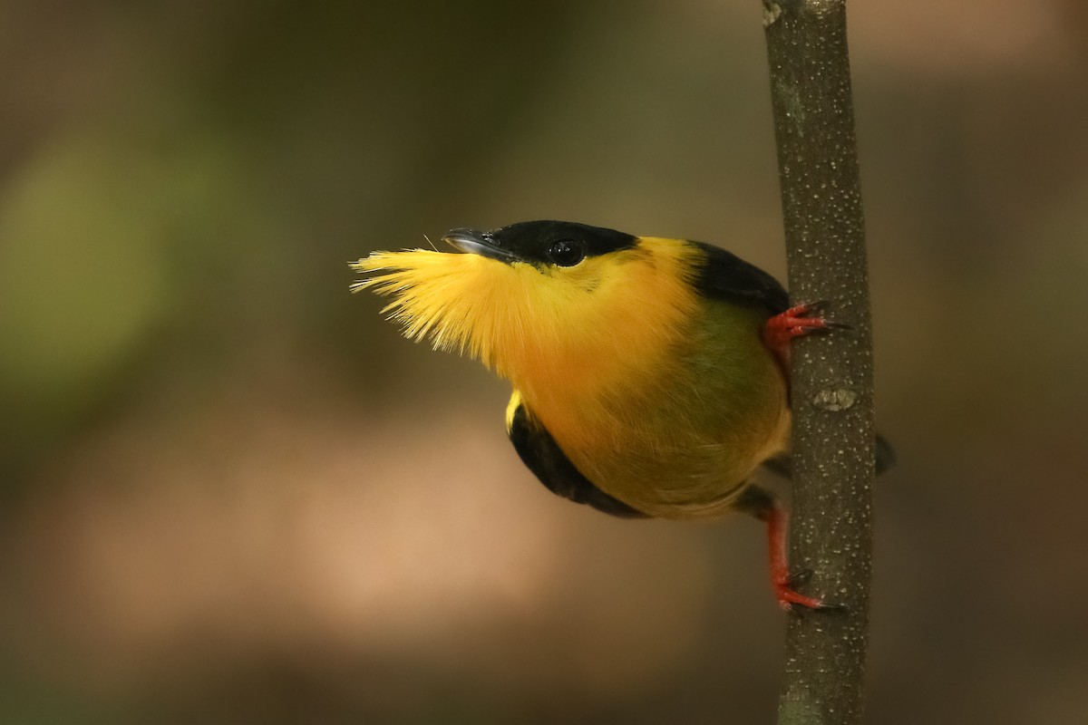 eBird Checklist - 13 Feb 2023 - Gamboa--Sendero La Chunga - 43 species