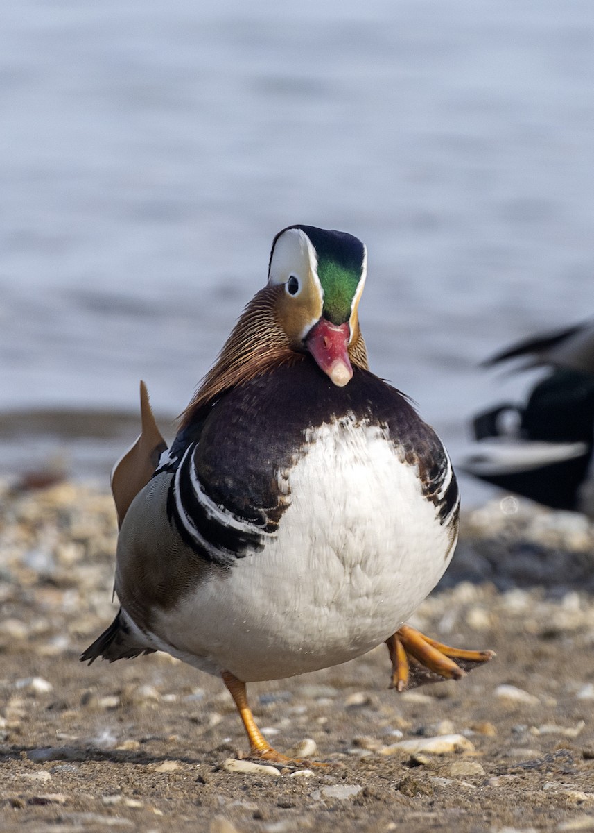 eBird Checklist - 18 Feb 2023 - South Shore Yacht Club/South Shore Park ...